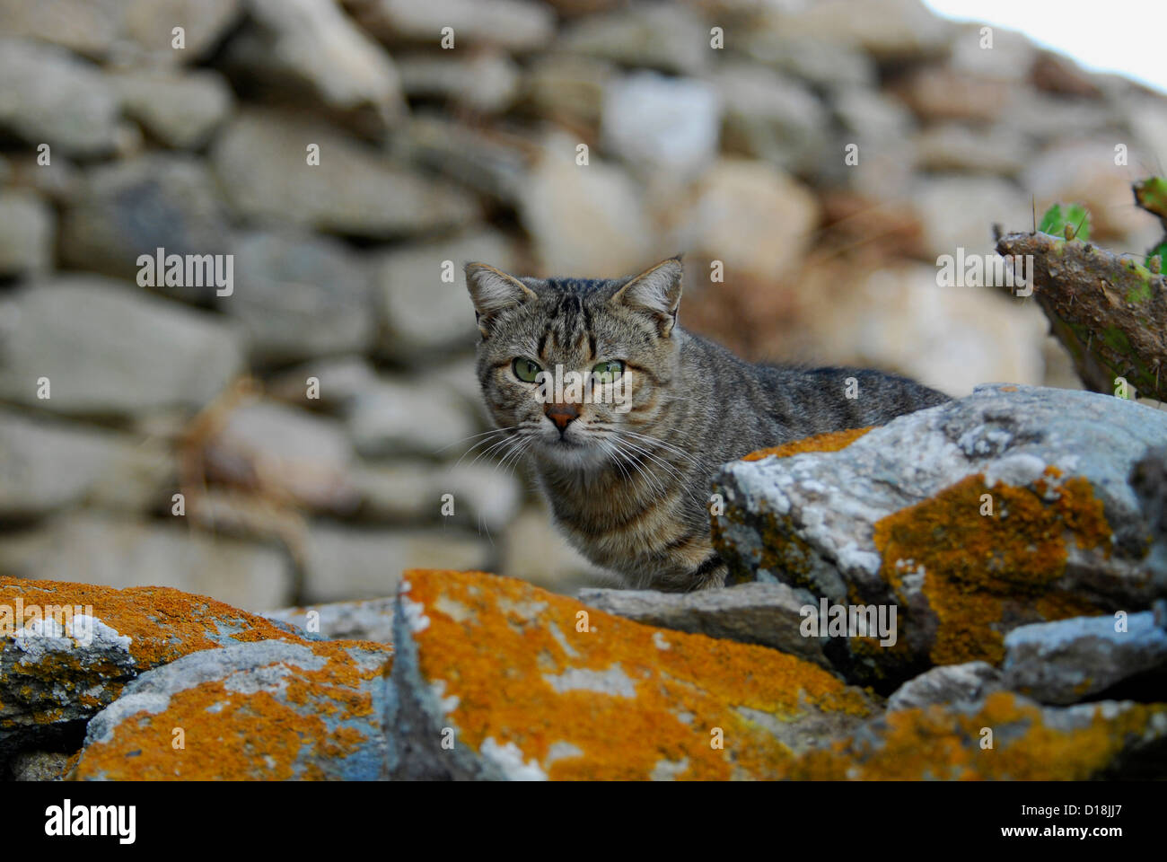 cat, peering down from a wall, Cyclades, Greece, Non-pedigree Shorthair ...