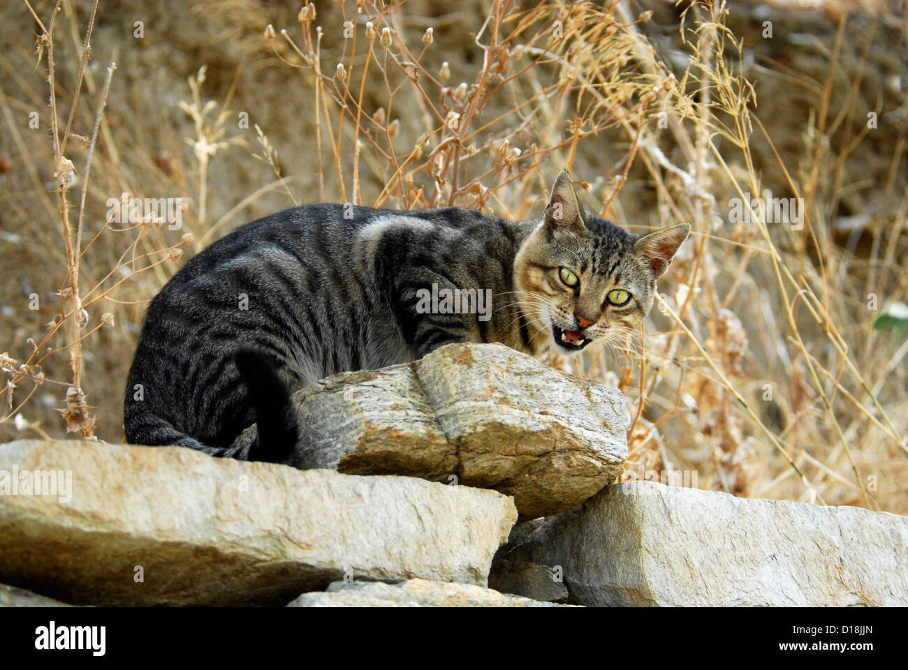 cat, peering down from a wall, Cyclades, Greece, Non-pedigree Shorthair ...