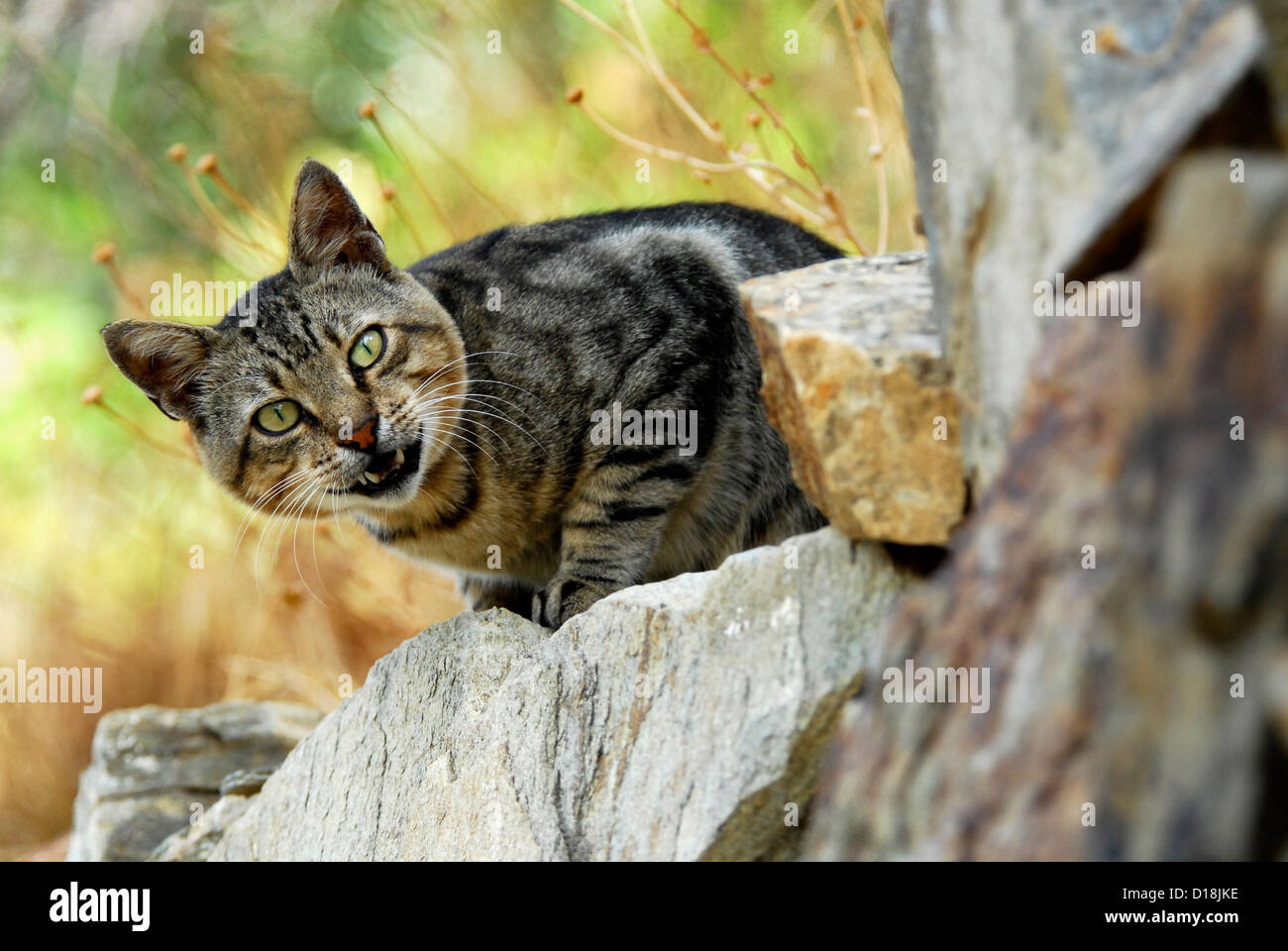 cat, peering down from a wall, Cyclades, Greece, Non-pedigree Shorthair ...