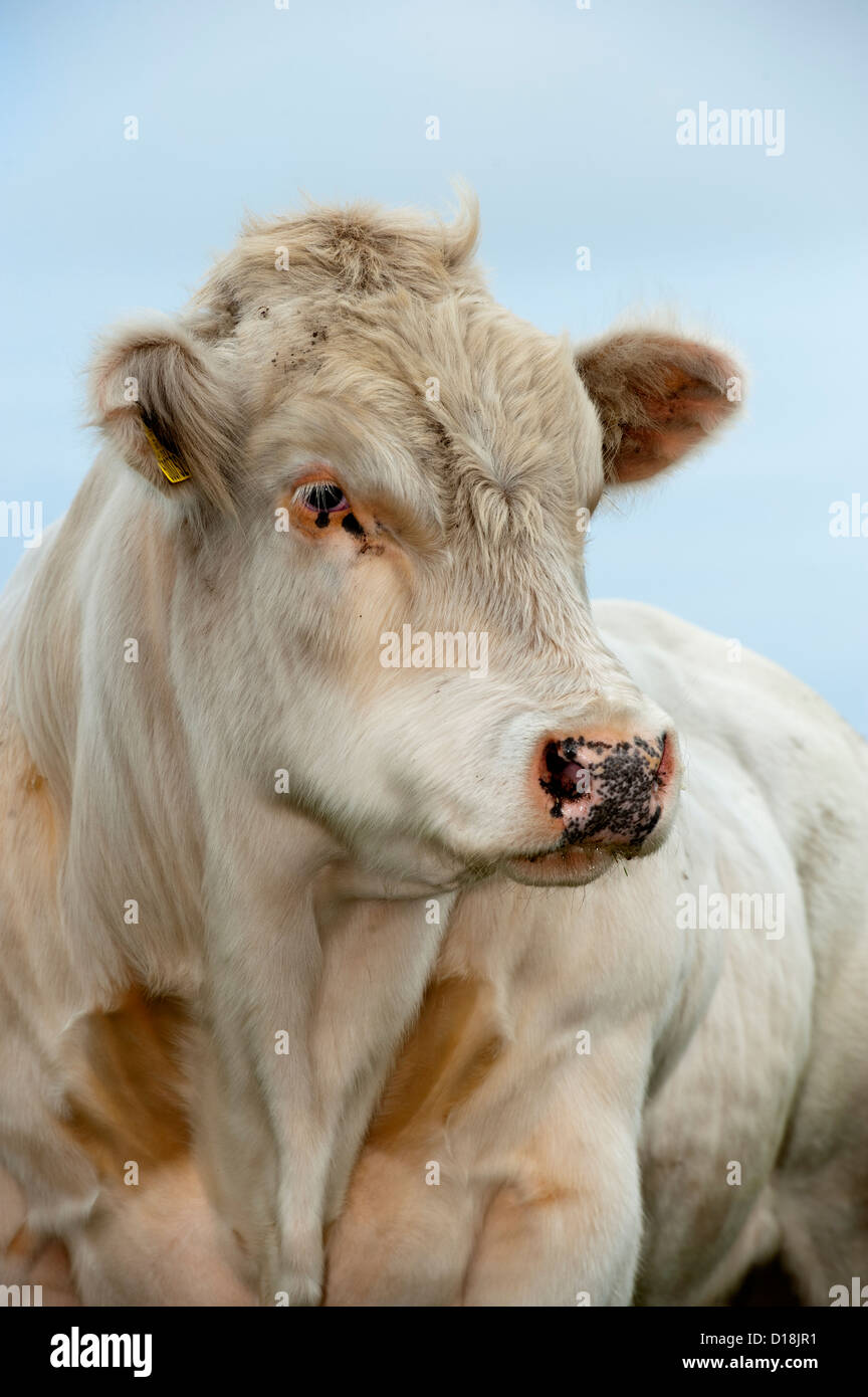 Beef bull hi-res stock photography and images - Alamy