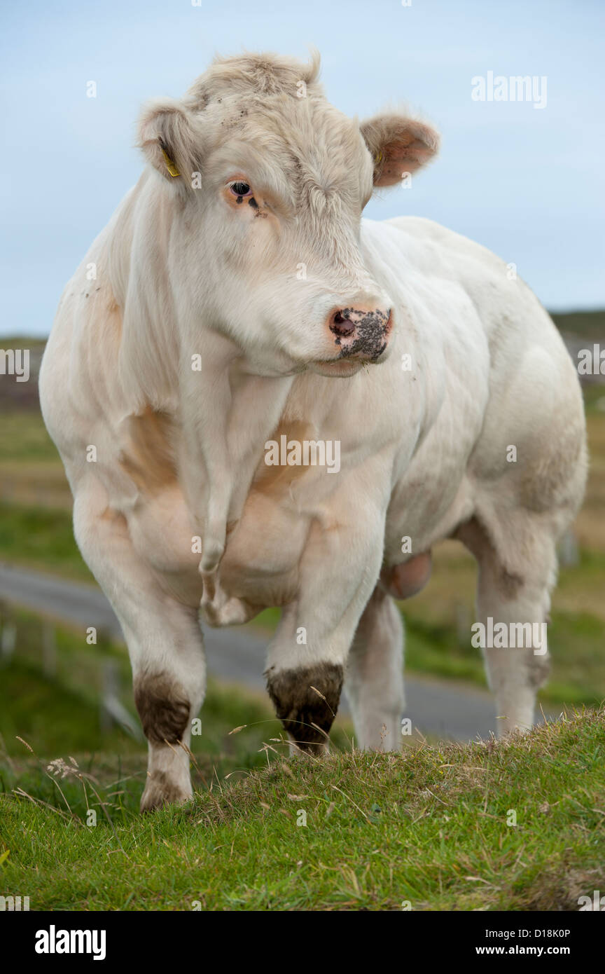 Bull head front hi-res stock photography and images - Alamy