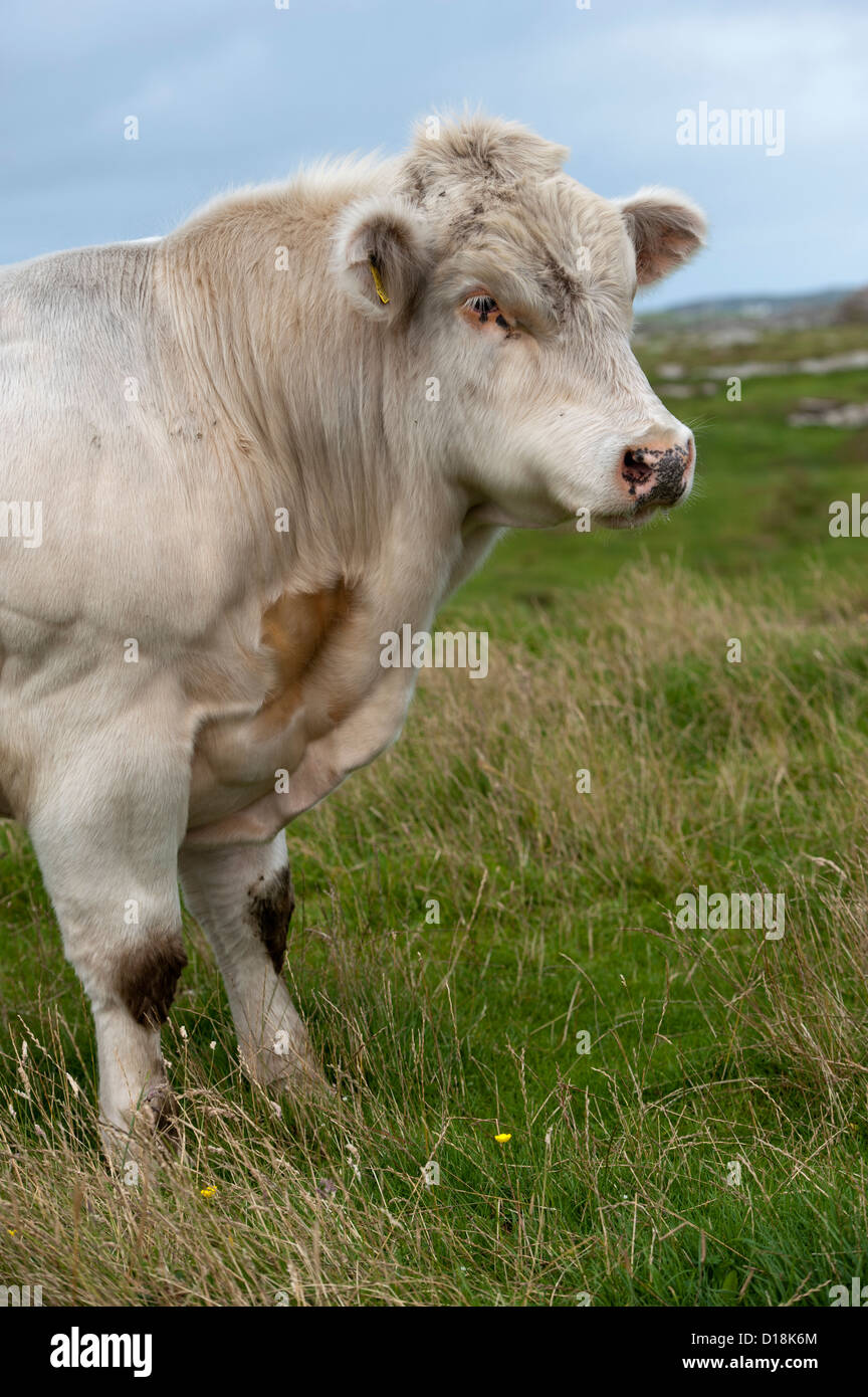 White British Blue bull in pasture. Isle of Tiree, Scotland Stock Photo ...