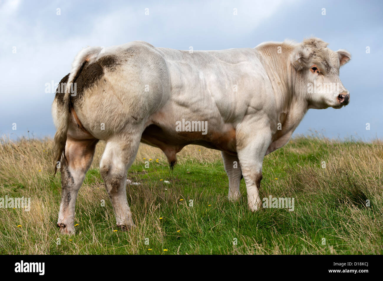 Bull farm hi-res stock photography and images - Alamy