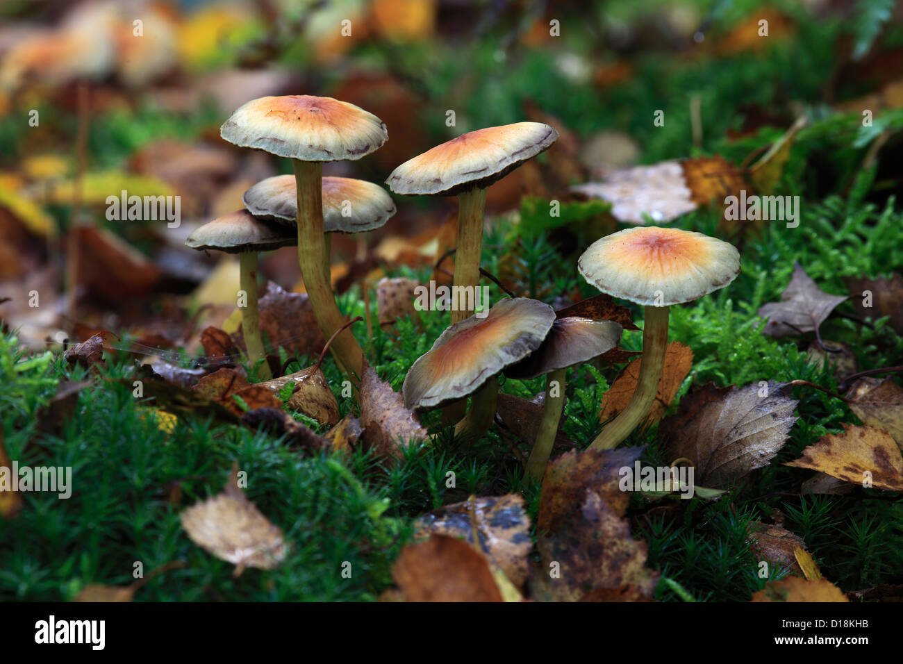 Brick Cap mushrooms ( Hypholoma sublateritium ) in Autumnal Woodland ...