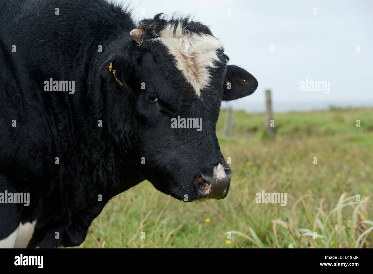 White male cow hi-res stock photography and images - Alamy
