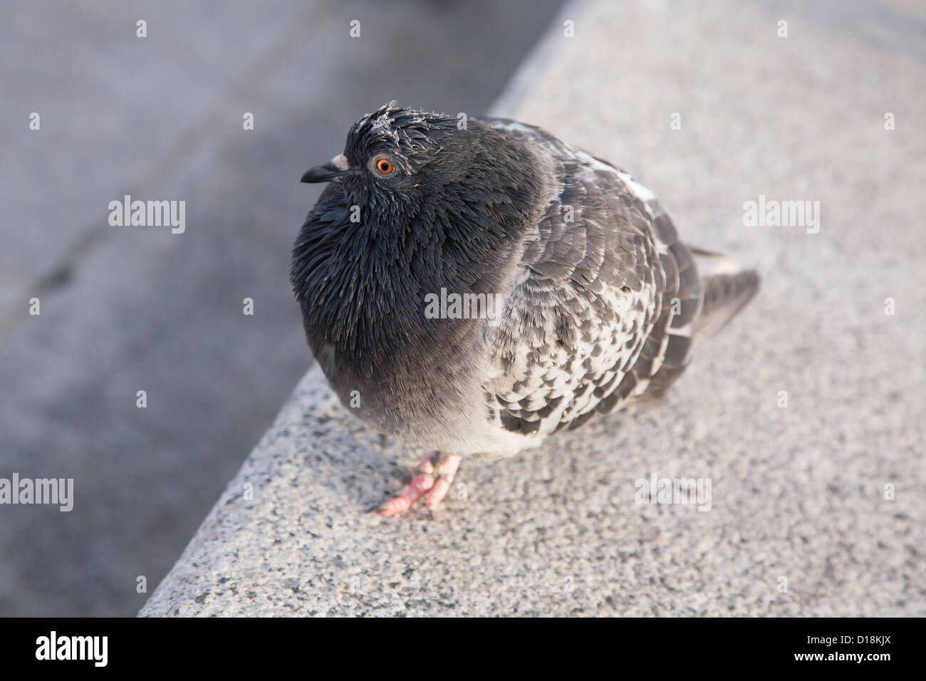 Pigeon with ruffled feathers hi-res stock photography and images - Alamy