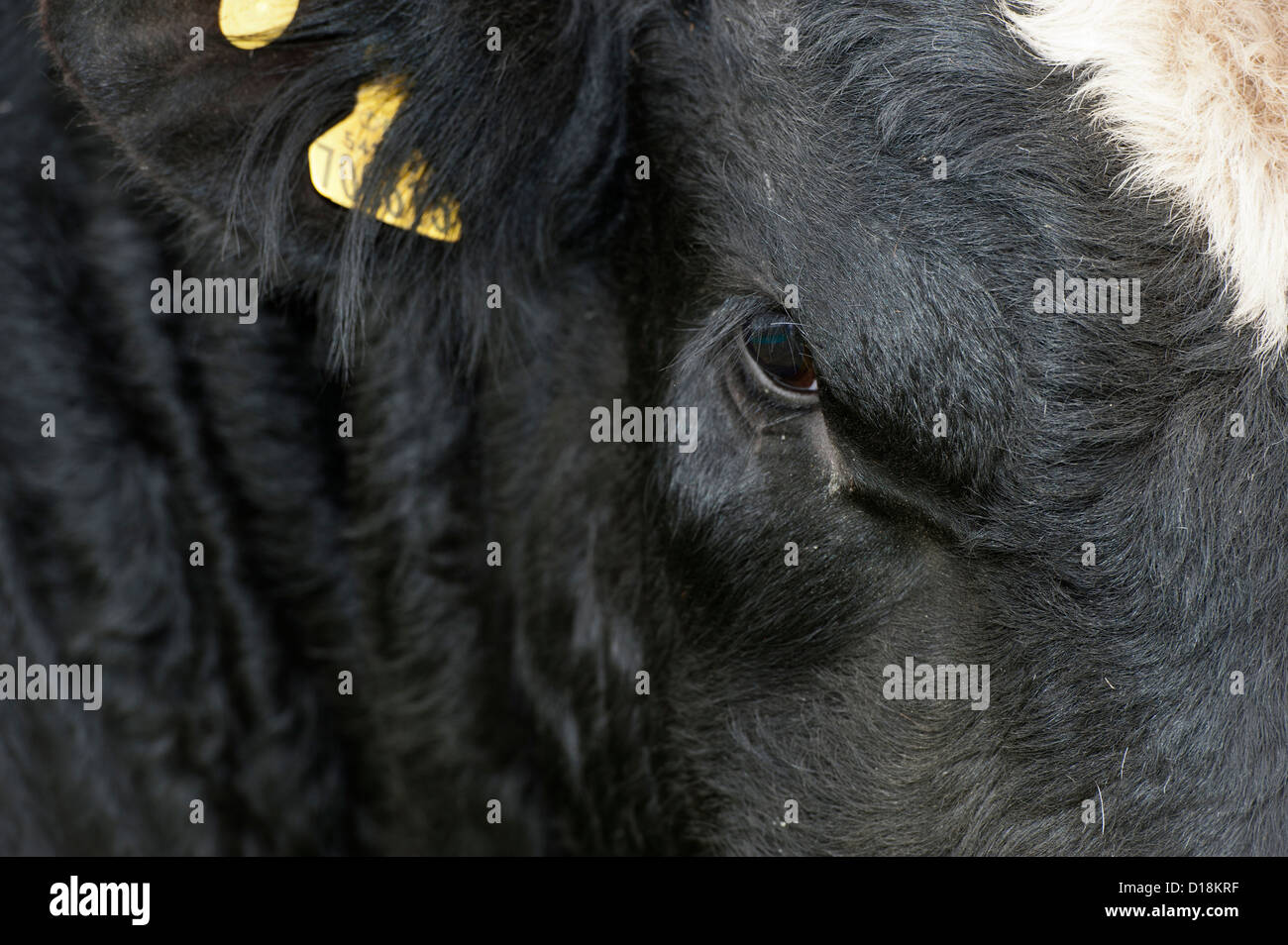 Bull eye hi-res stock photography and images - Alamy