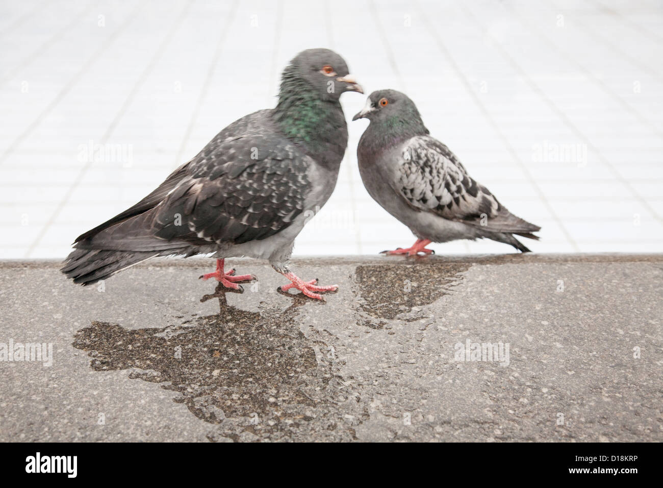 big pigeon little pigeon Stock Photo - Alamy