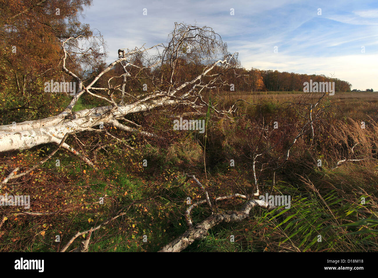 Silver leaf damage hi-res stock photography and images - Alamy