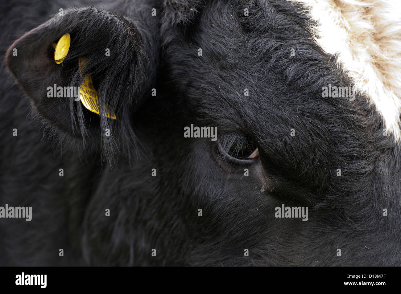 Close up of the eye and face of a black and white beef bull Stock Photo ...