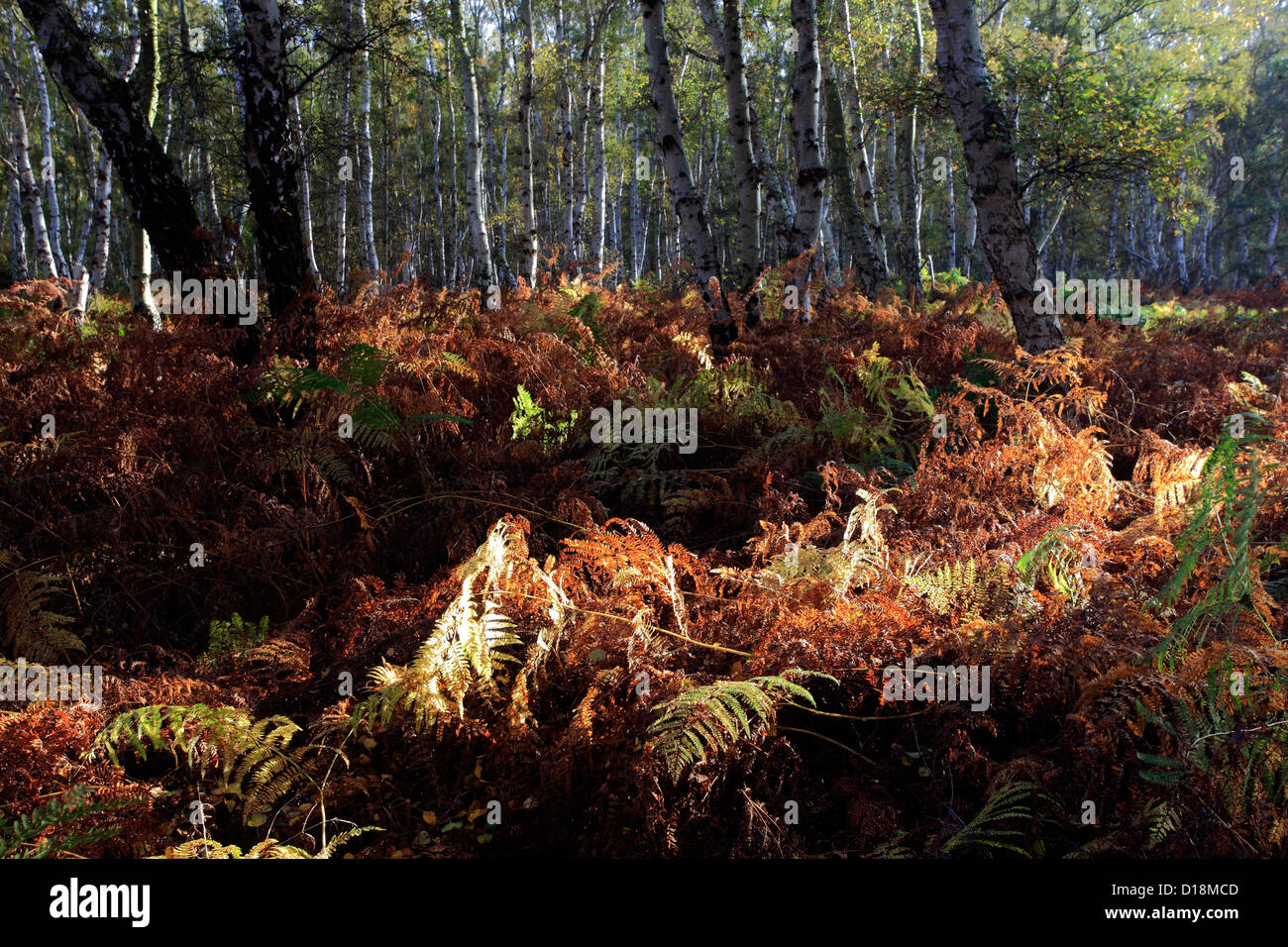 Fern, Bracken in a woodland landscape, autumn colours (Pteridium ...