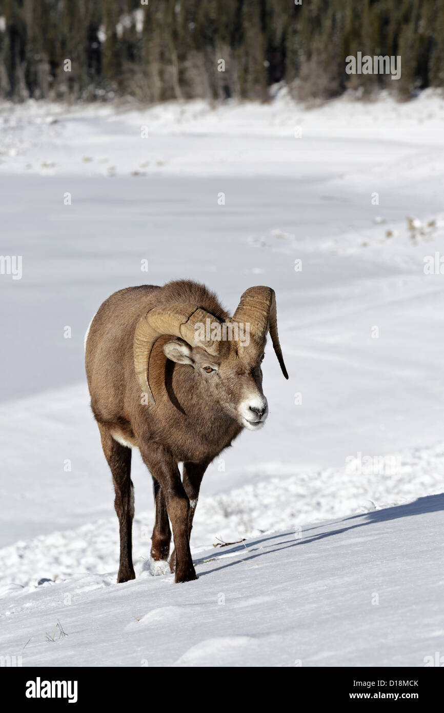 Bighorn sheep ram hi-res stock photography and images - Alamy