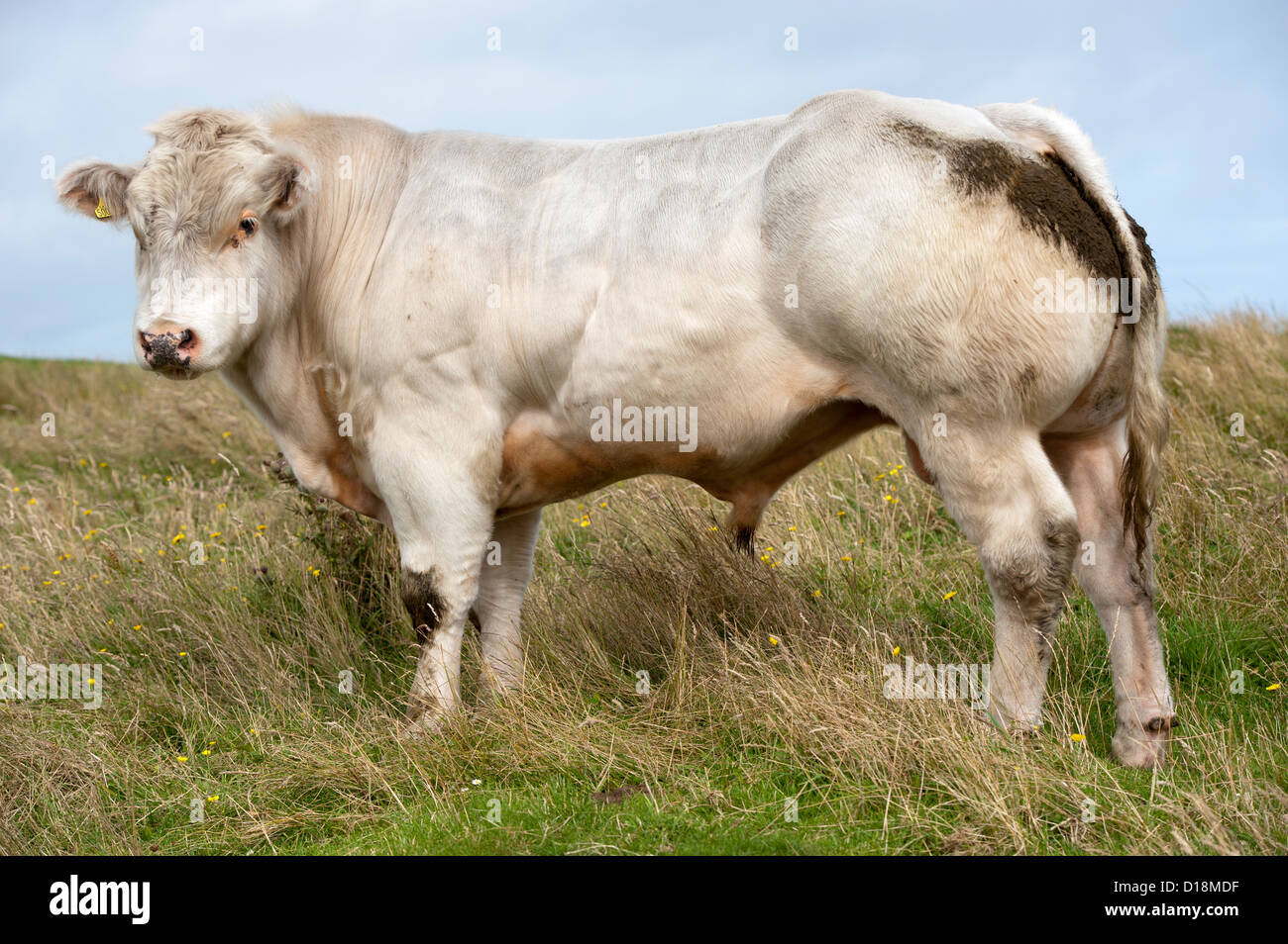 White British Blue bull in pasture. Isle of Tiree, Scotland Stock Photo ...