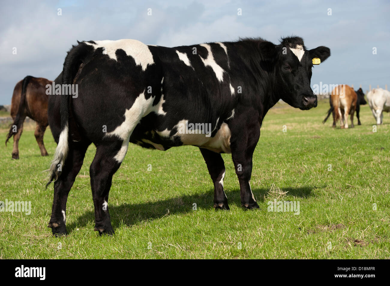 British blue heifer hi-res stock photography and images - Alamy