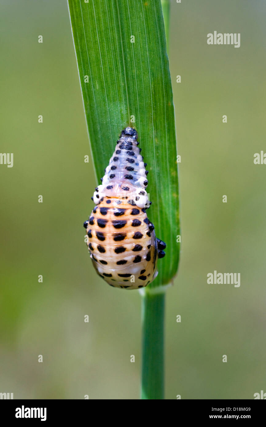 Ladybird in pupal stage (Coccinellidae) hanging from leaf Stock Photo ...