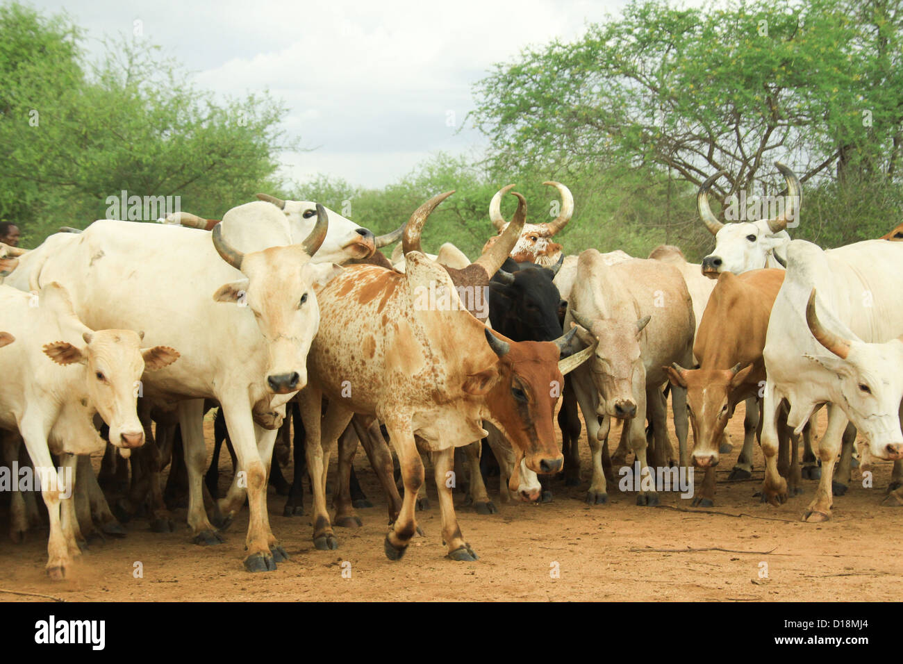 Cow jumping hi-res stock photography and images - Alamy