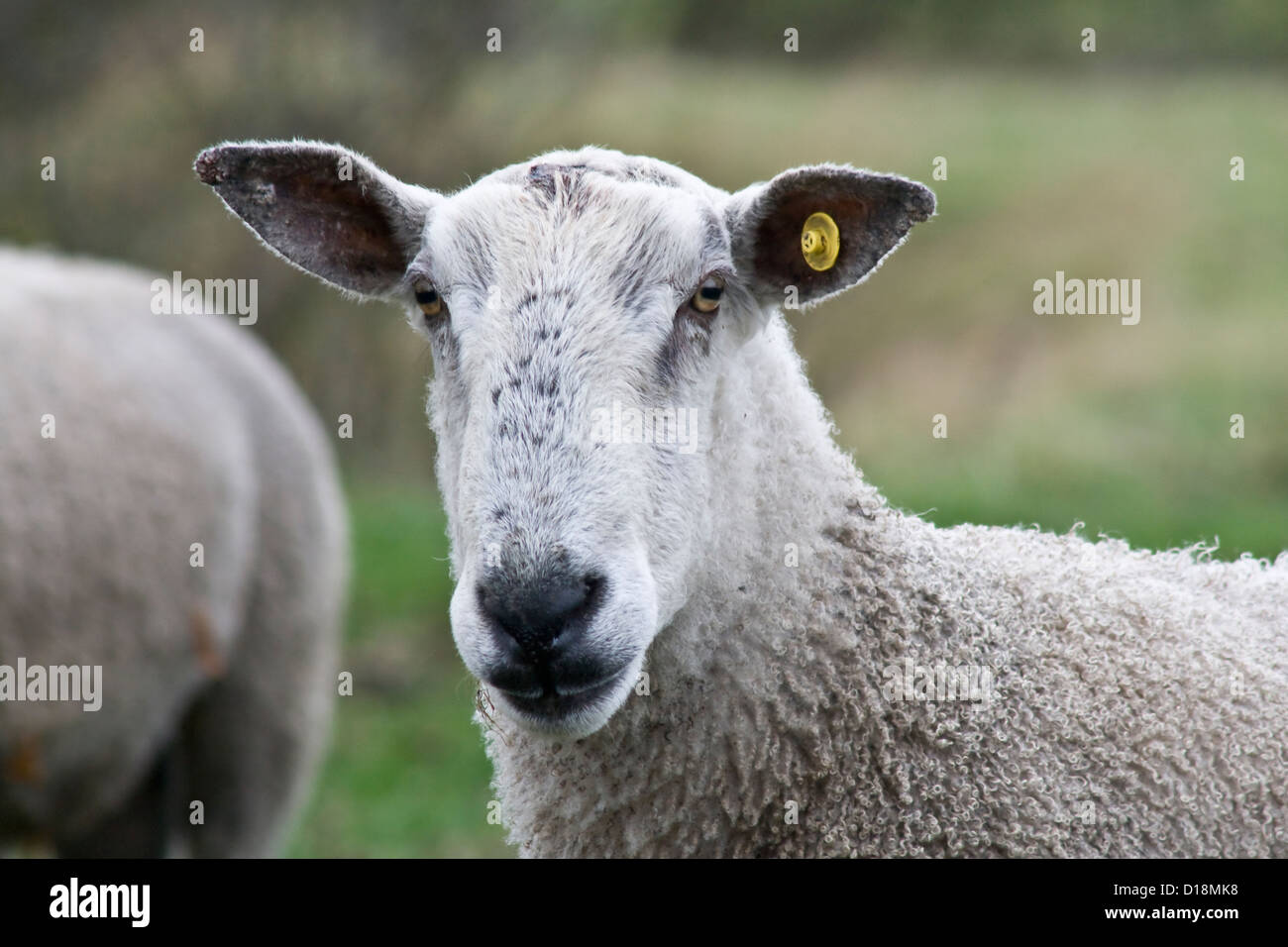 Blue faced leicester sheep hi-res stock photography and images - Alamy