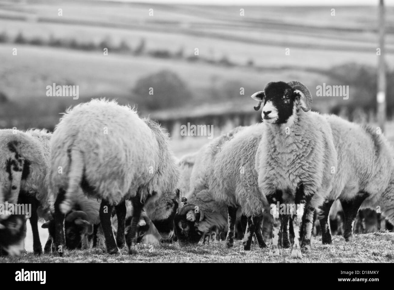 Swaledale sheep ewe livestock Black and White Stock Photos & Images - Alamy