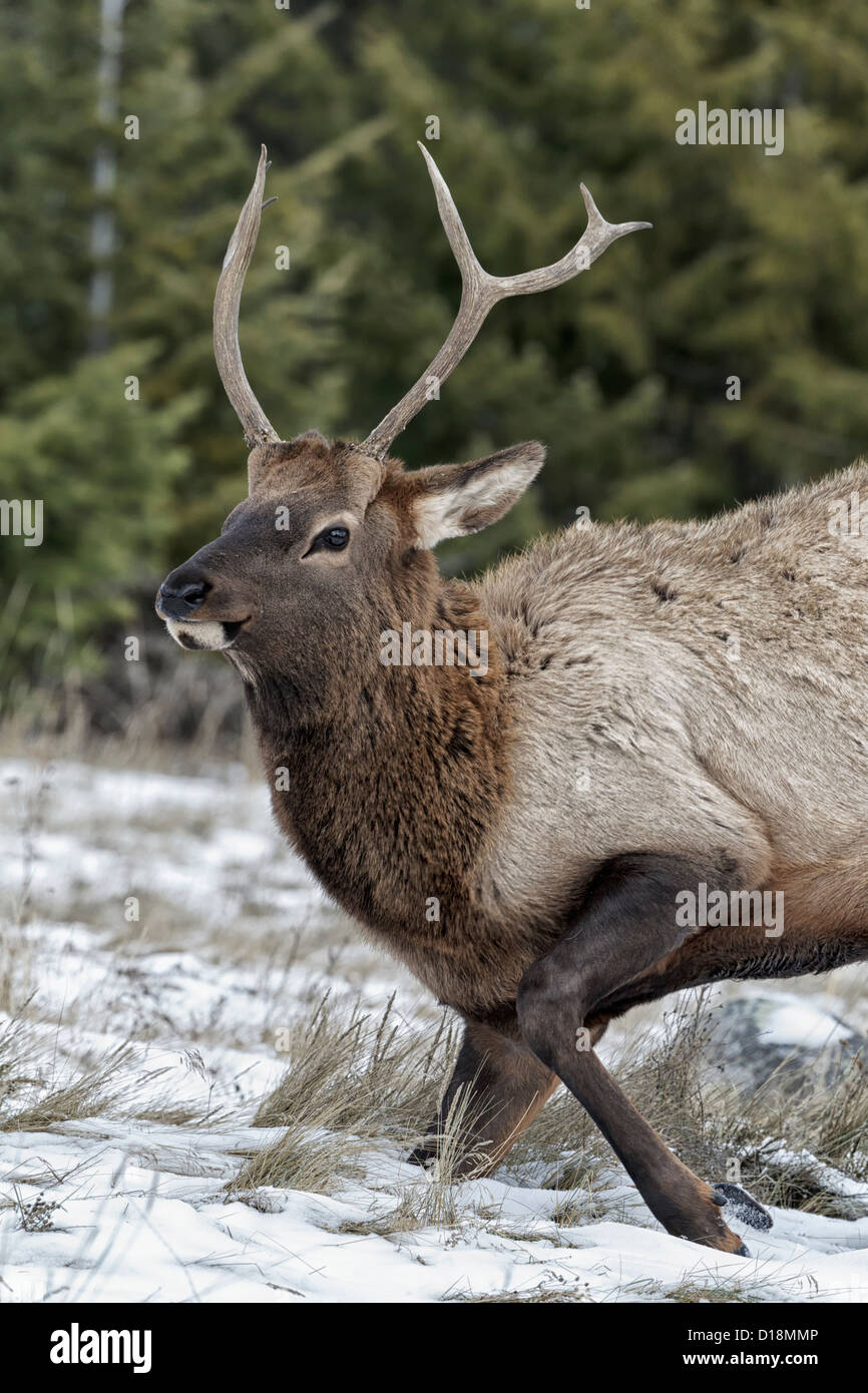Elk kneeling hi-res stock photography and images - Alamy