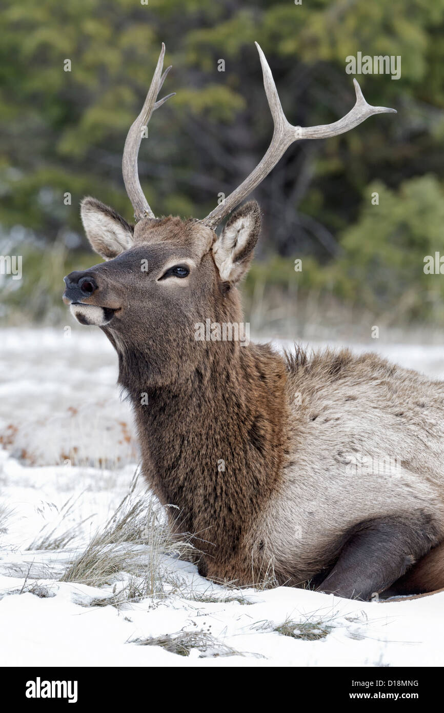 Bull elk face hi-res stock photography and images - Alamy
