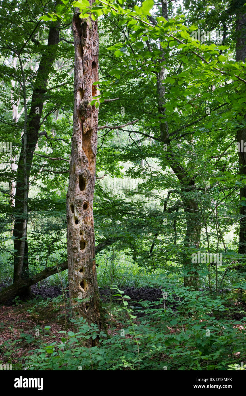 Dead tree trunk in forest riddled by chipped out large holes from ...