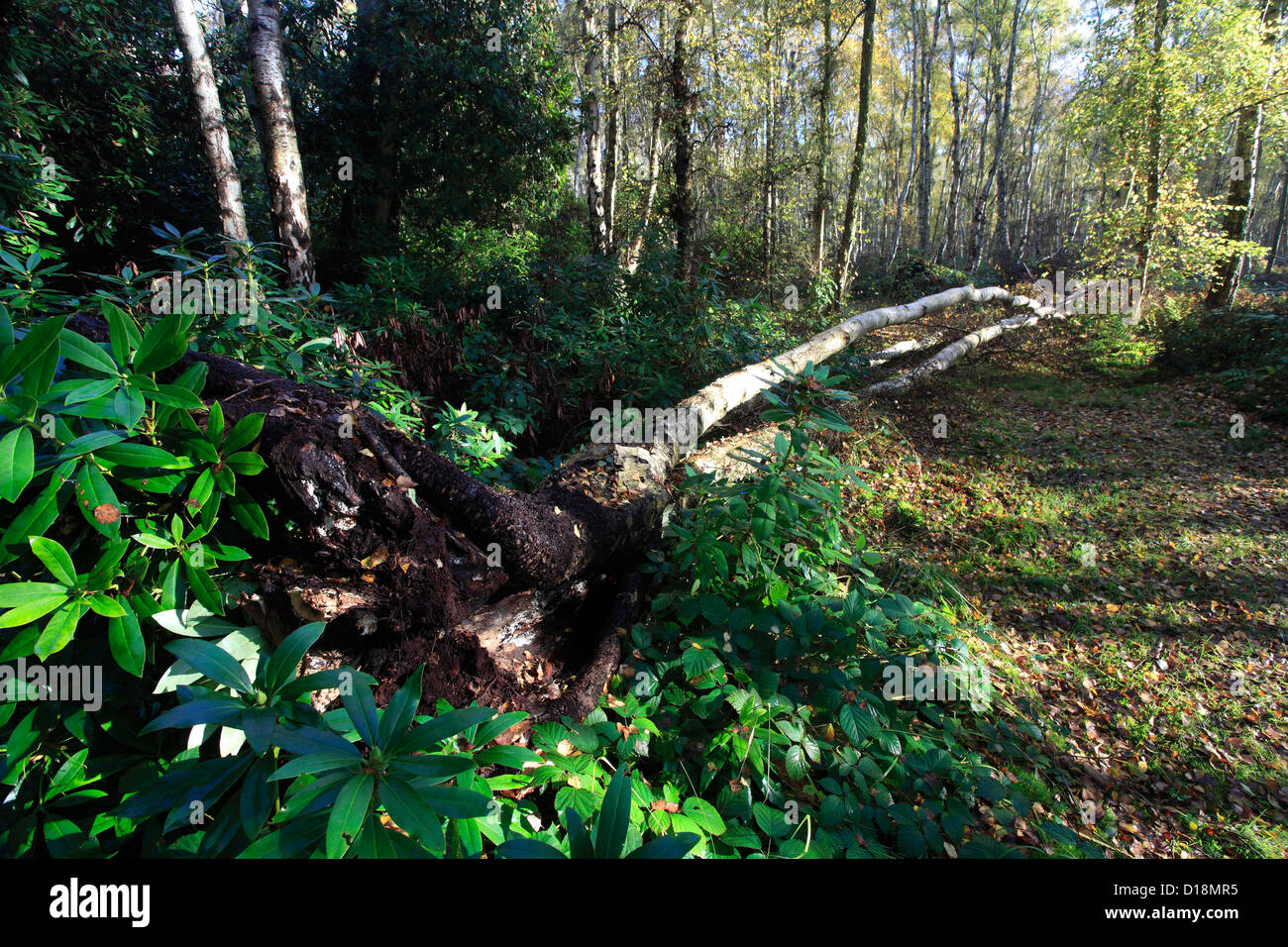 Fallen Silver Birch tree with autumn colours (Betula pendula Stock ...