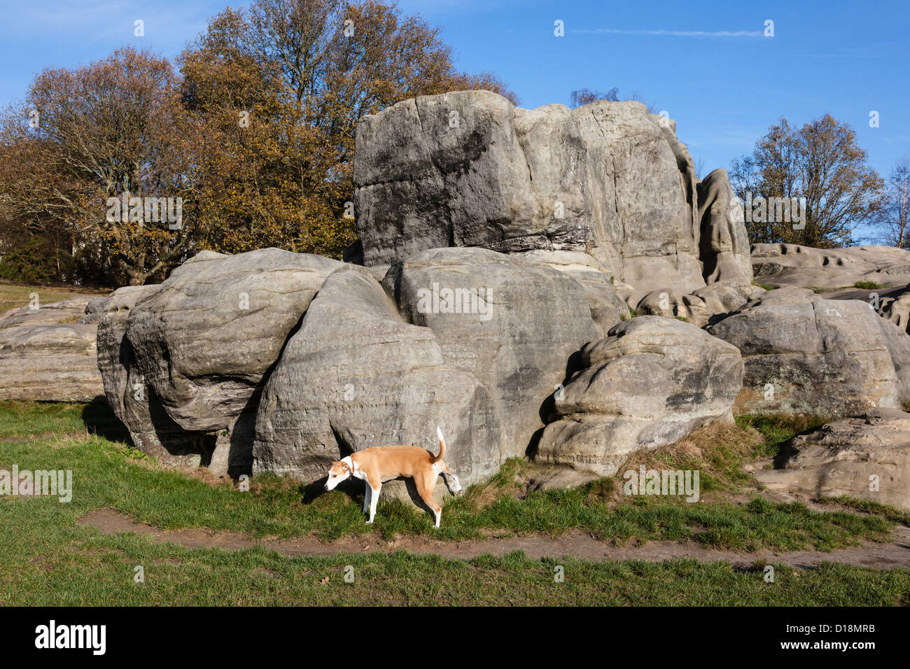 A dog urinates on Wellington Rocks, Tunbridge Wells Common, Tunbridge ...