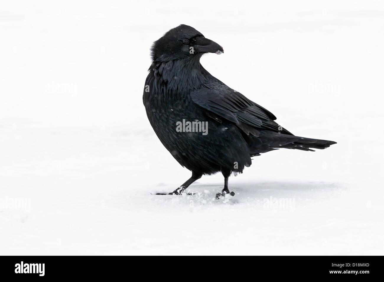 Raven alert Cut Out Stock Images & Pictures - Alamy