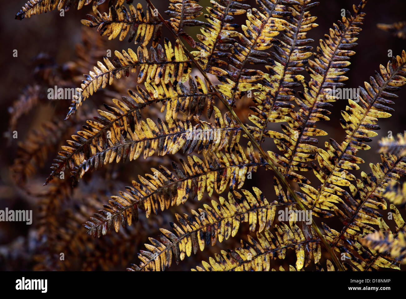 Fern, Bracken in a woodland landscape, autumn colours (Pteridium ...