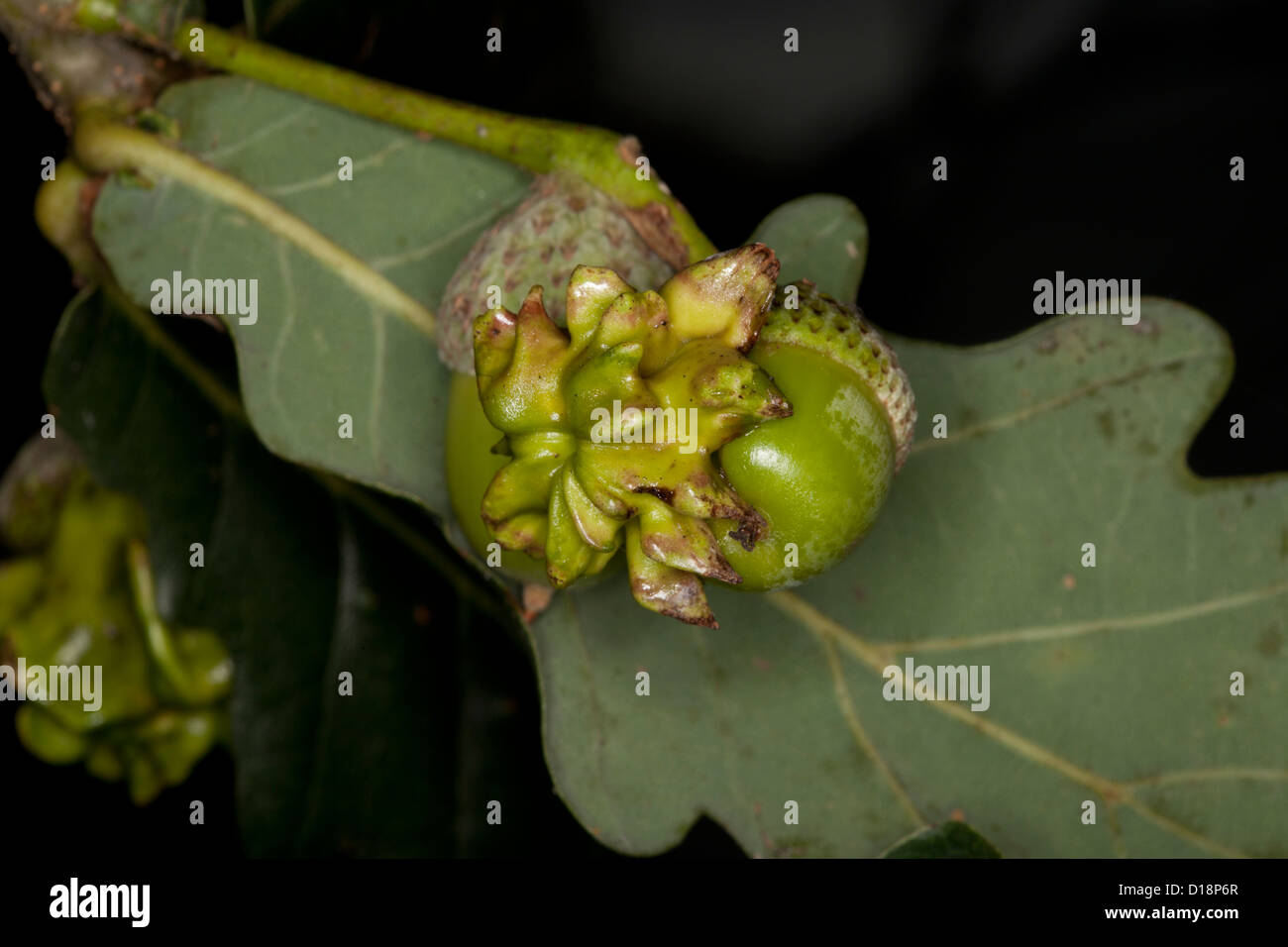 Oak Knopper Gall High Resolution Stock Photography and Images - Alamy