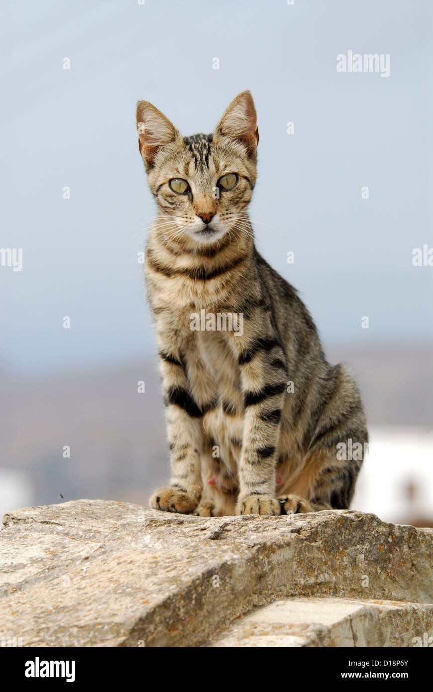 cat, sitting on an arch of a vault, Cyclades, Greece, Non-pedigree ...