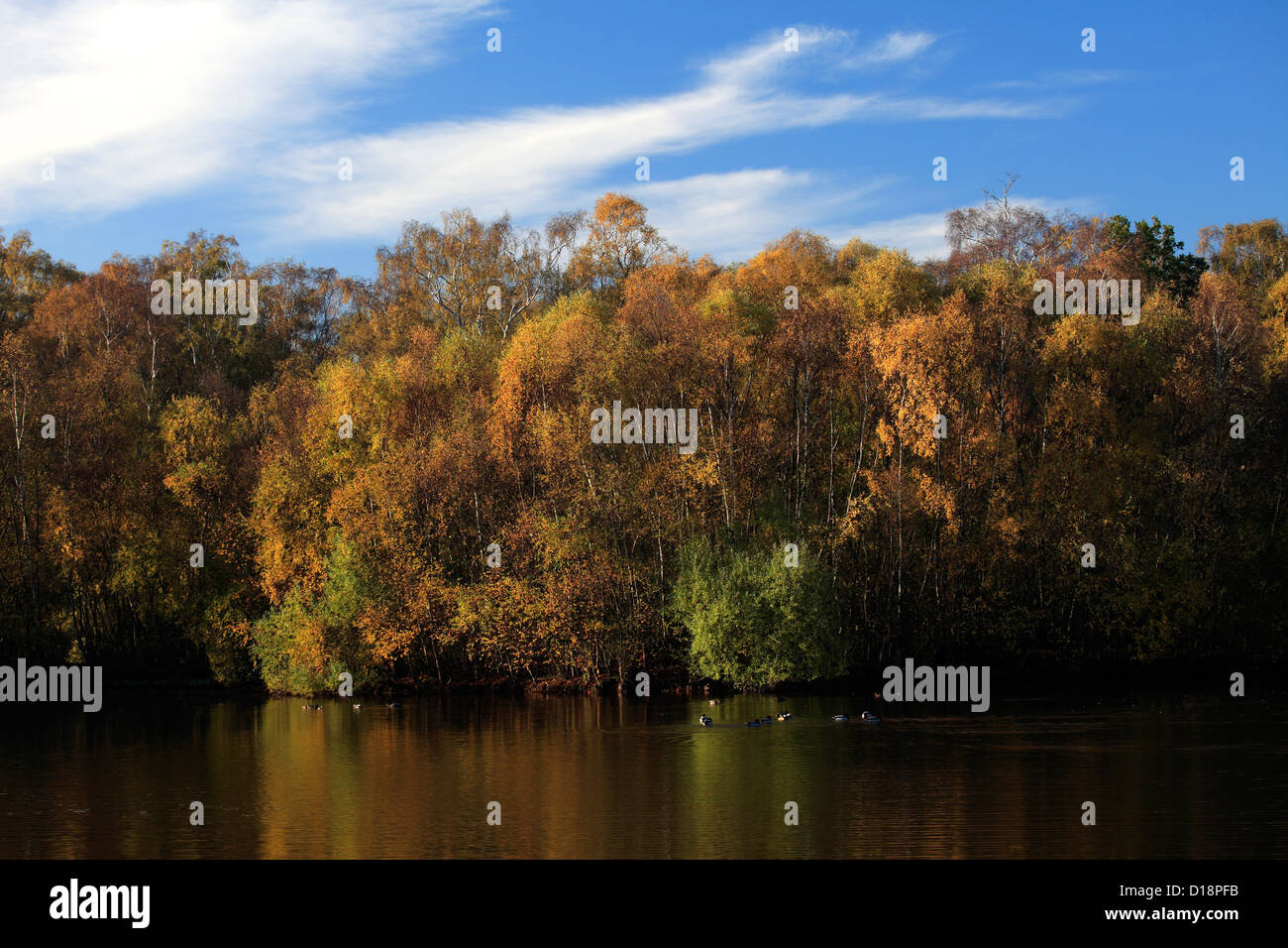 Landscape view over Holme Fen, English Nature Reserve, part of the ...