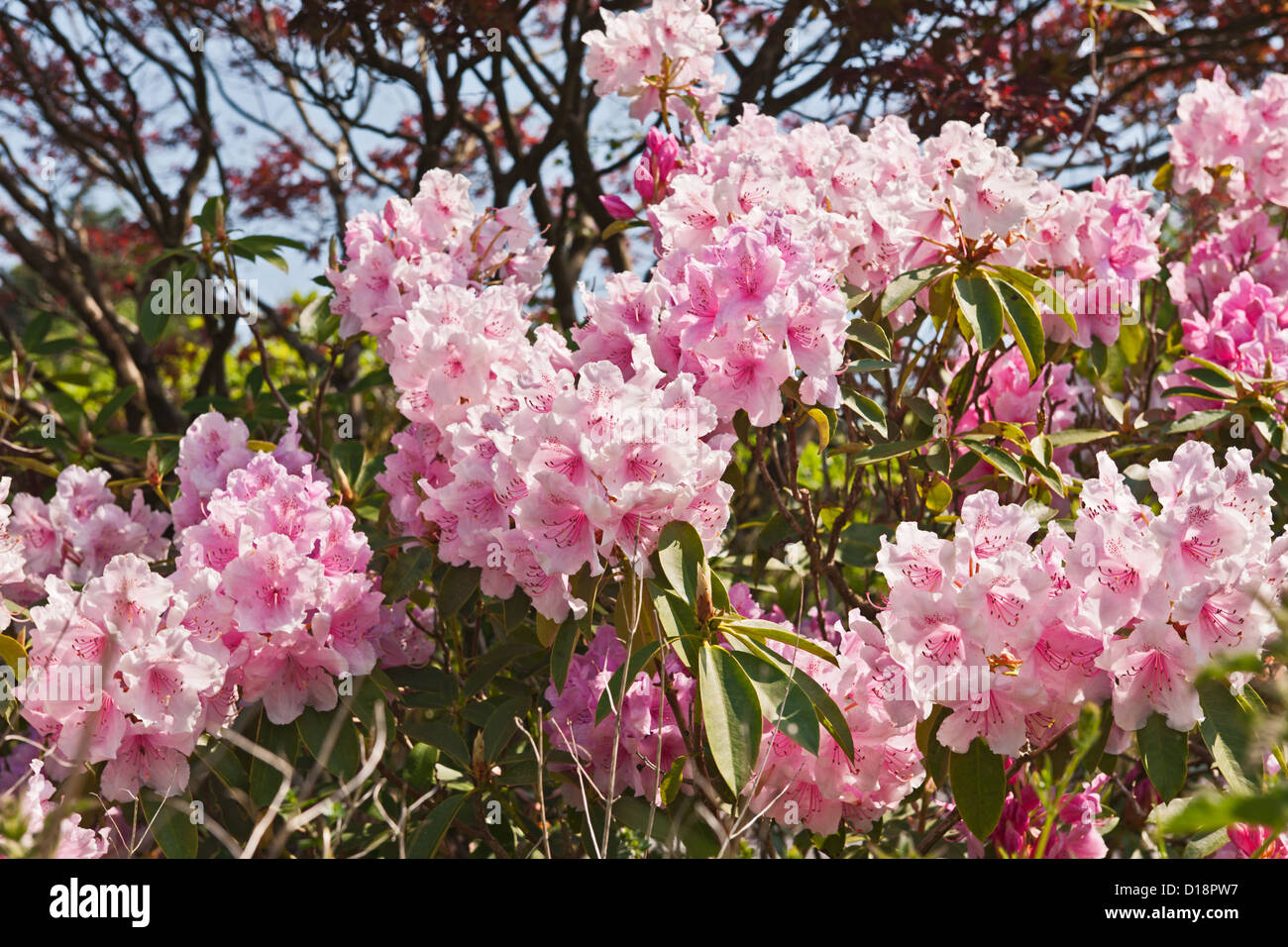 Tree rhododendrons hi-res stock photography and images - Alamy