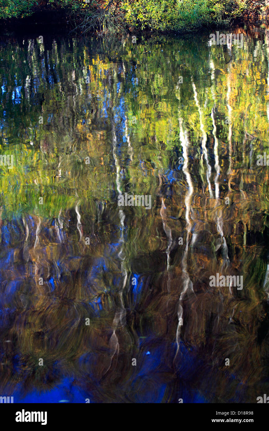 Silver Birch trees with autumn colours (Betula pendula Stock Photo - Alamy