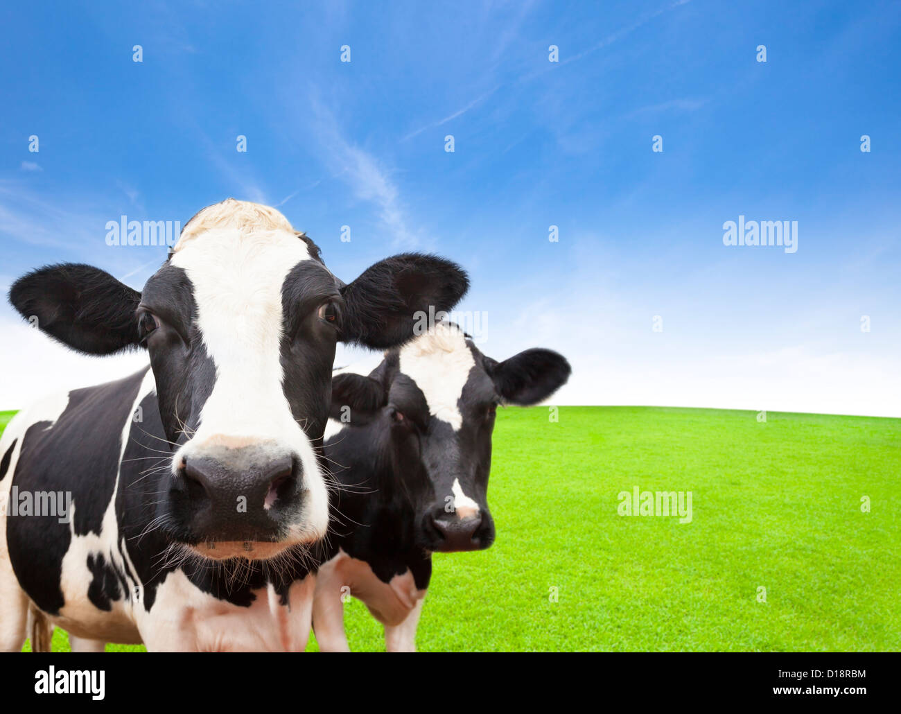 Cow on green grass field with cloud background Stock Photo - Alamy