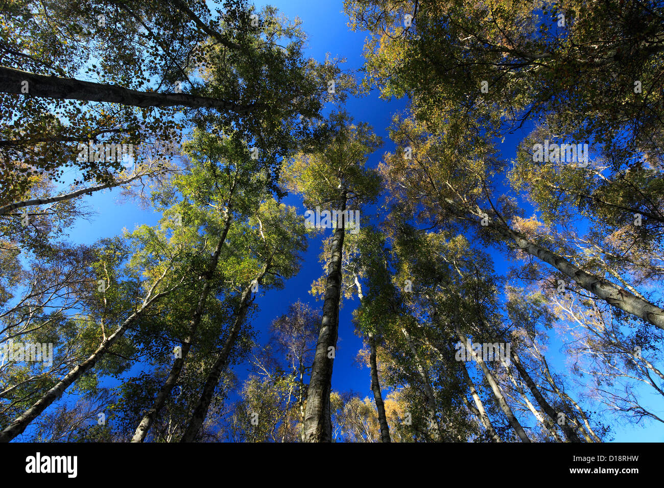 Silver Birch trees with autumn colours (Betula pendula Stock Photo - Alamy