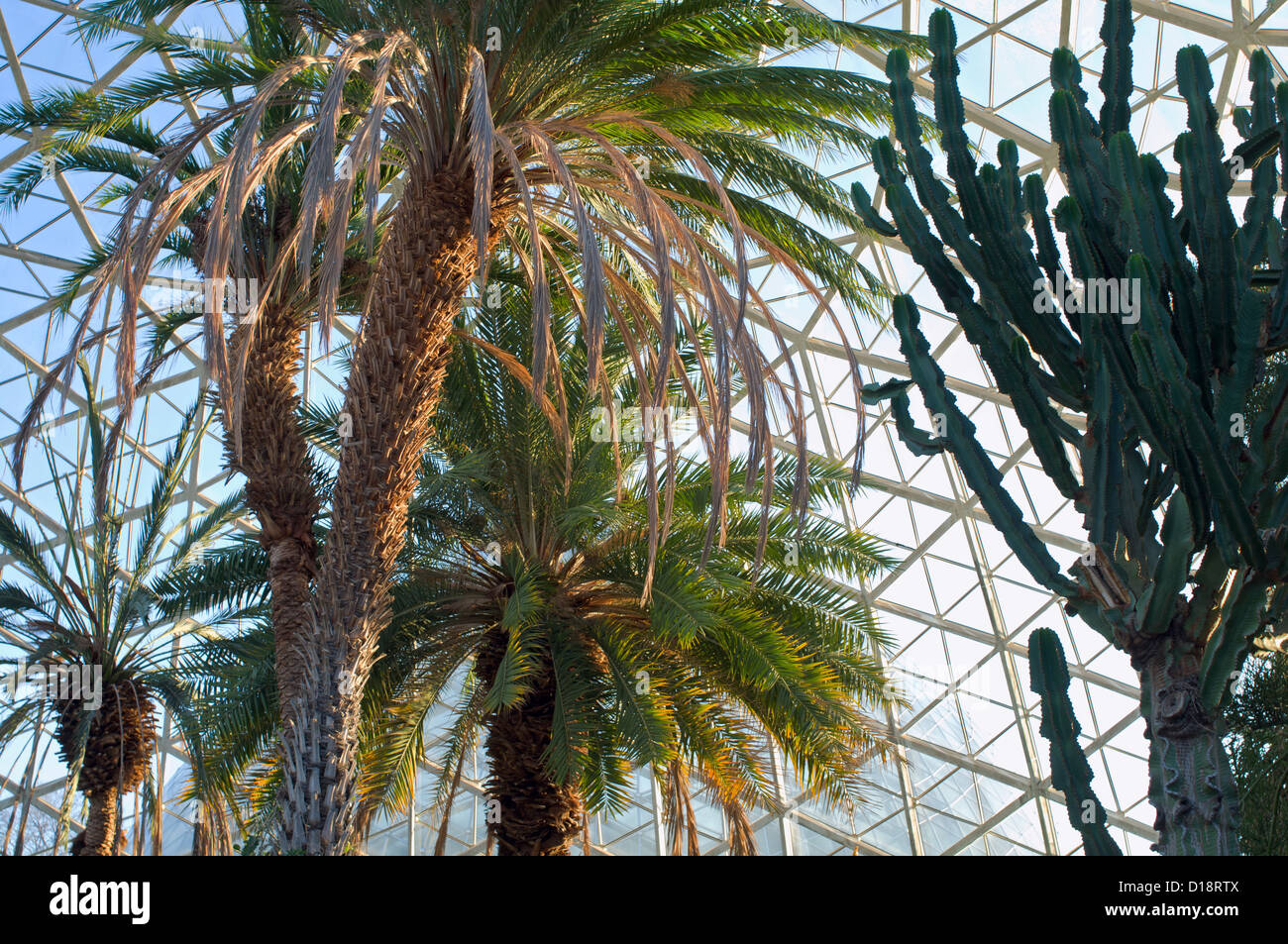 canary island date palm trees and cactus or euphorbia plant inside ...