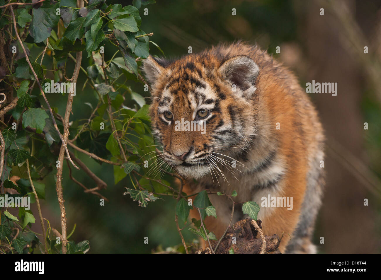 Siberian/Amur Tiger Cub (Panthera Tigris Altaica) Standing On Log In ...