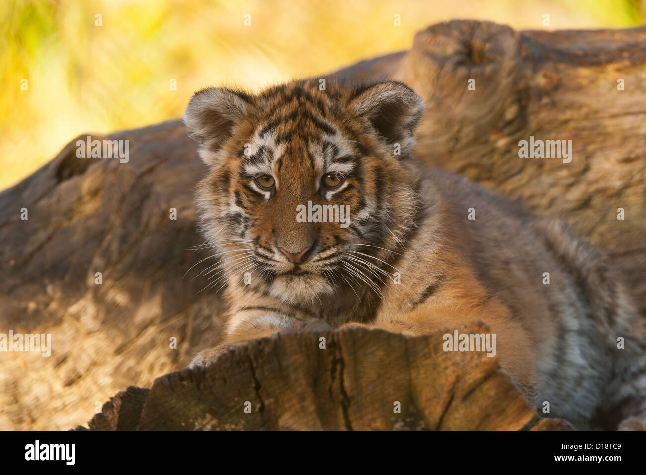 Siberian/Amur Tiger Cub (Panthera Tigris Altaica) Lying On Log Stock ...