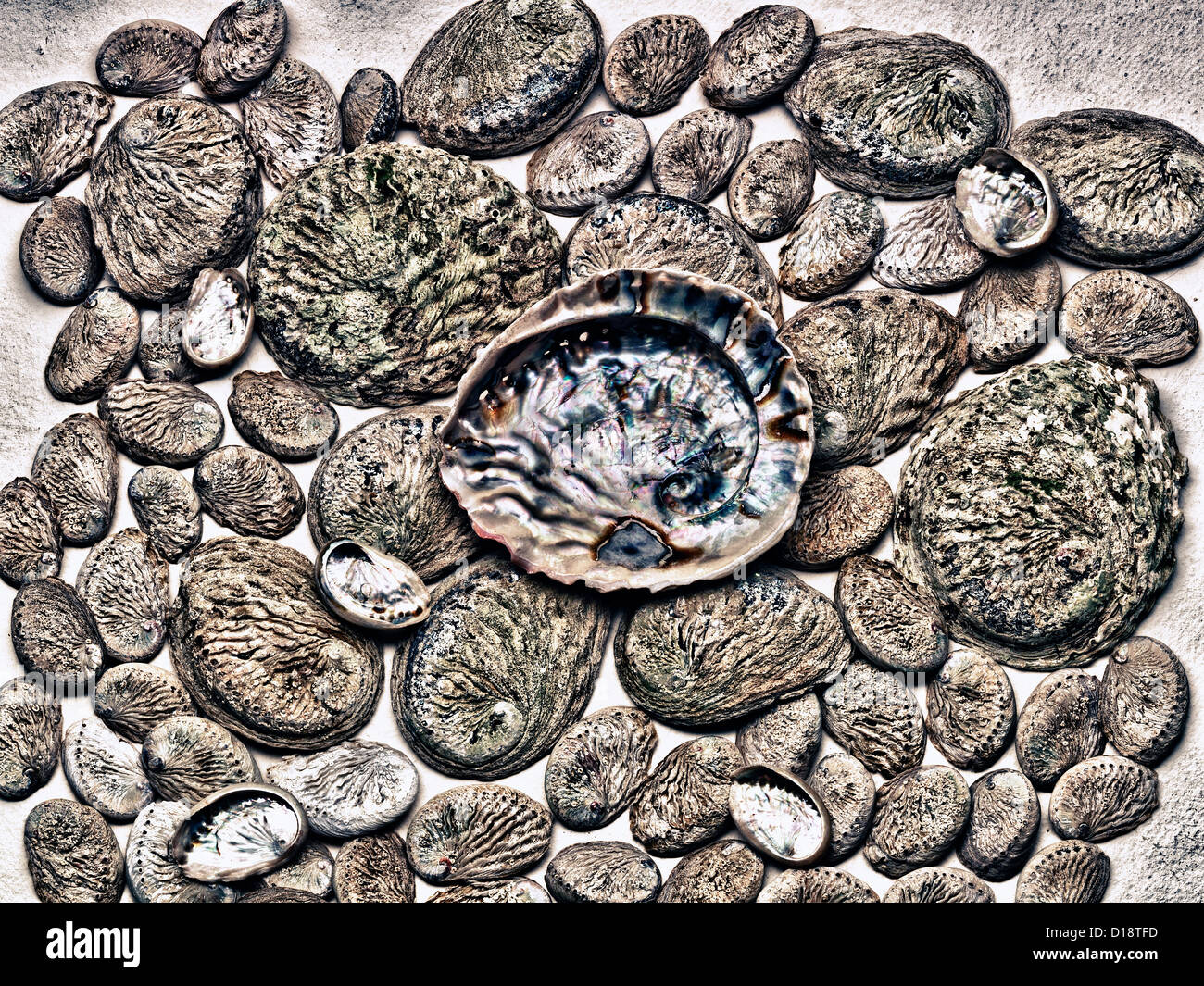 Iridescent shells hi-res stock photography and images - Alamy