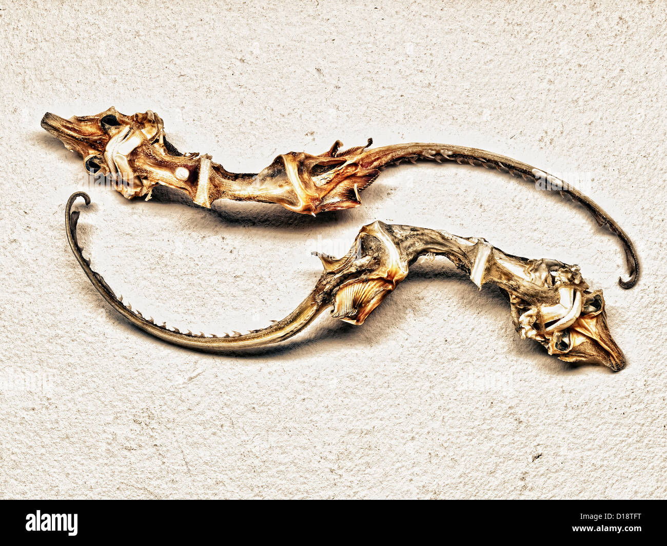 Small skeletons hi-res stock photography and images - Alamy