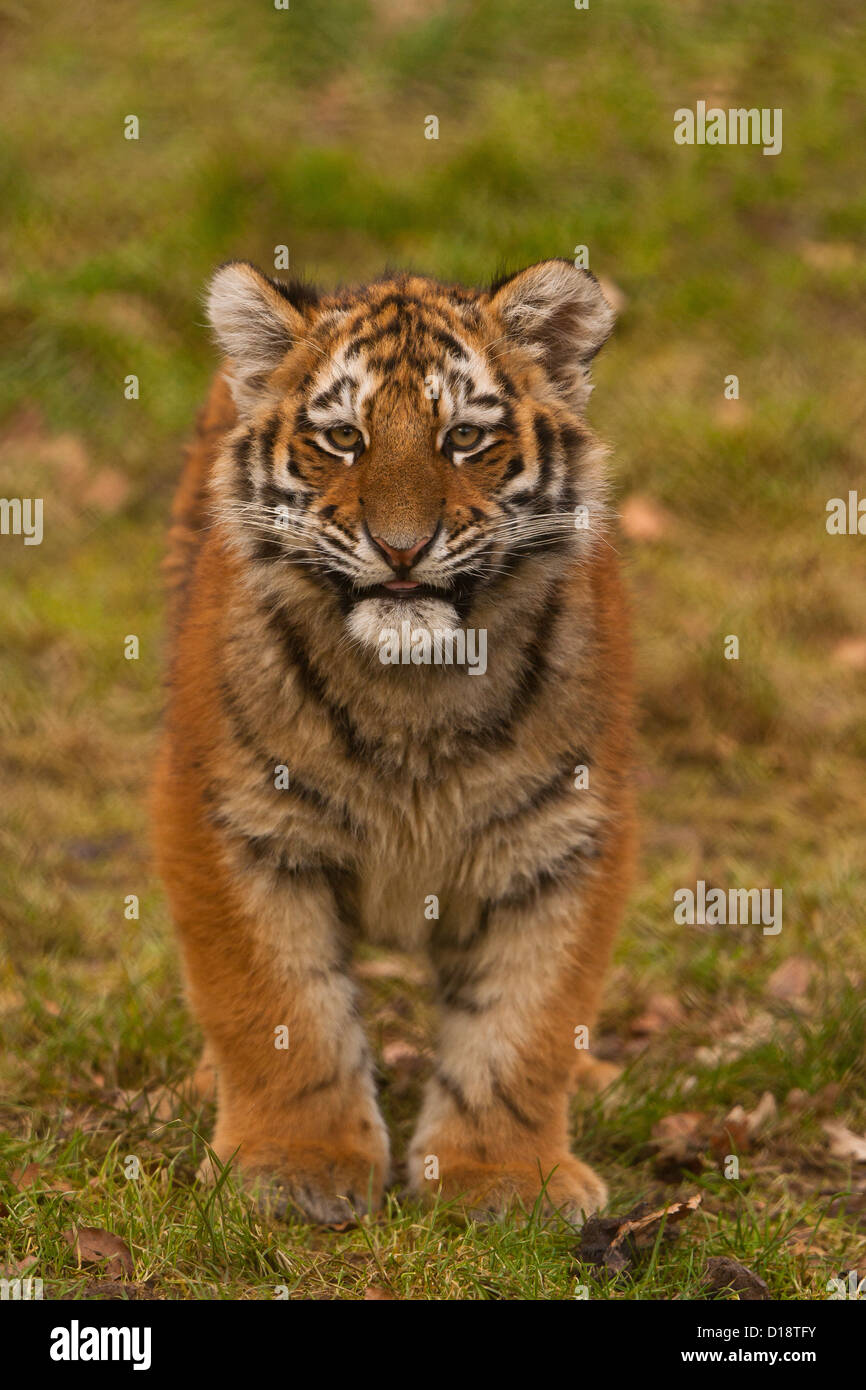 Siberian tiger cub standing panthera hi-res stock photography and ...