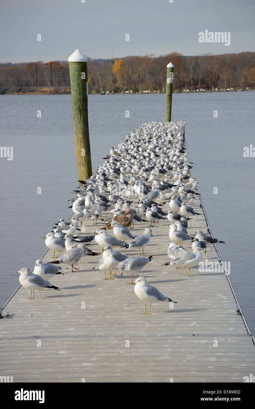 Flock seagulls on sea hi-res stock photography and images - Alamy