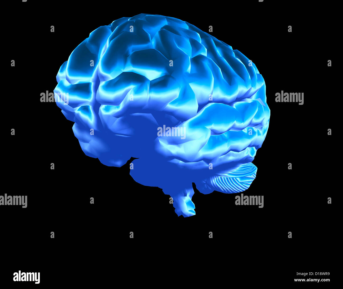 computer generated model of a human brain Stock Photo - Alamy