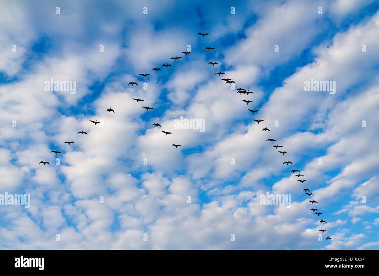Geeses flying "v" shape in the sky Stock Photo - Alamy