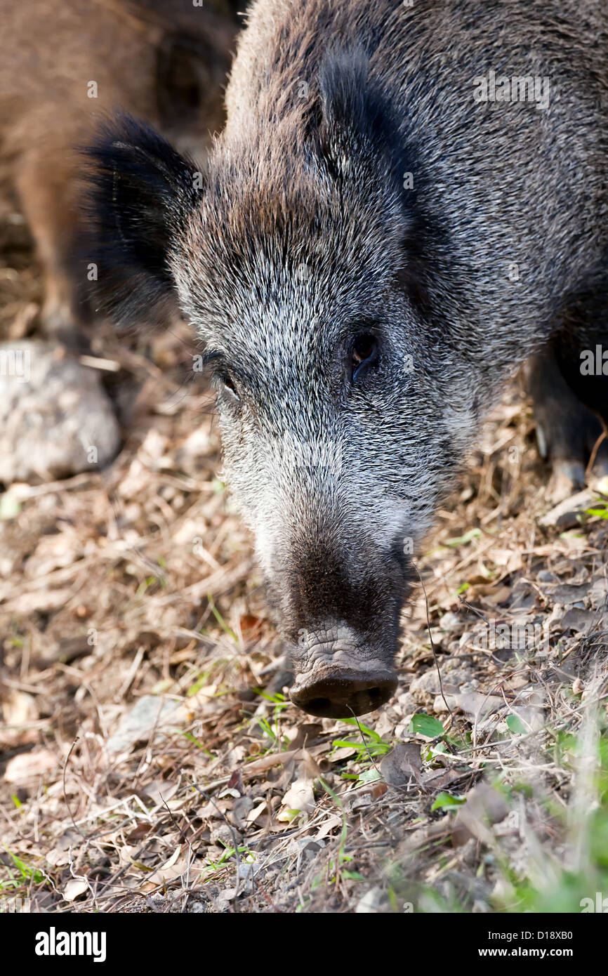Boar under hi-res stock photography and images - Alamy