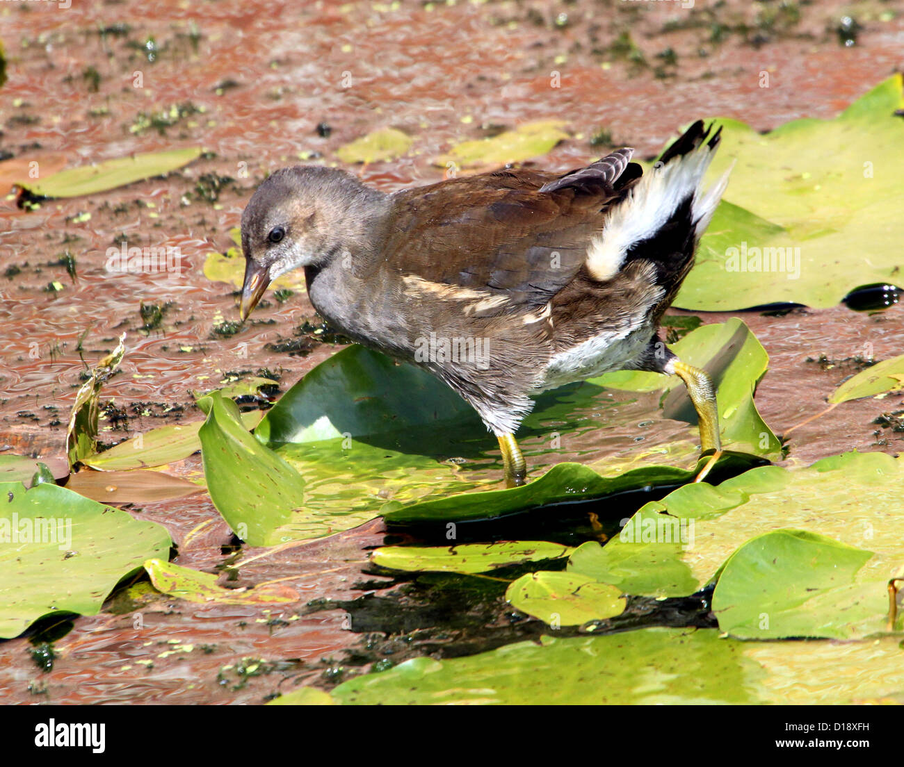 Juvenile Common Moorhen (Gallinula chloropus) walking on water lily ...