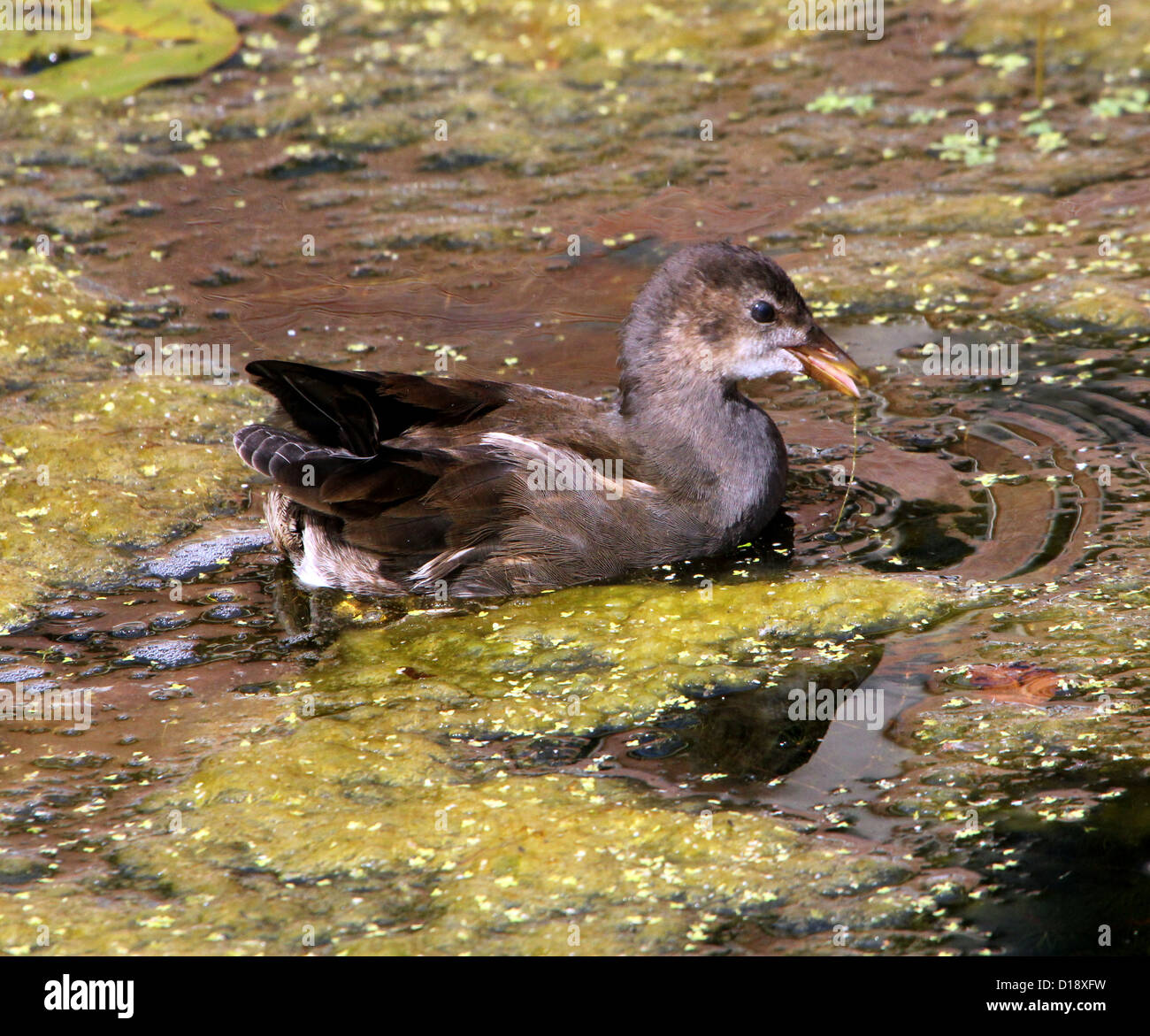 Juvenile Common Moorhen (Gallinula chloropus) swimming and foraging ...
