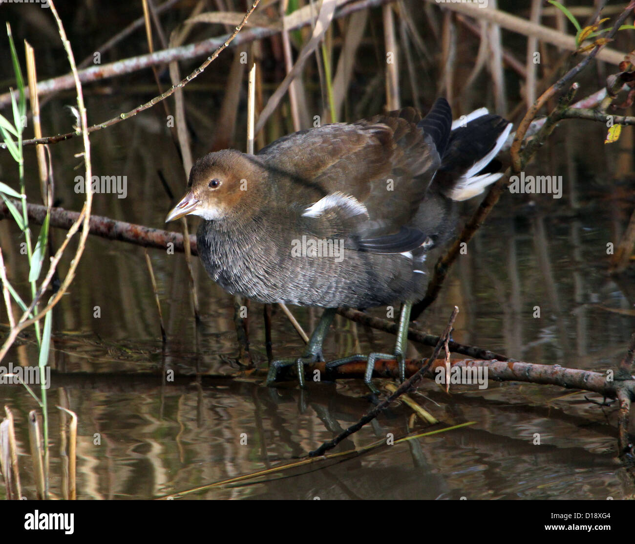 Juvenile Common Moorhen (Gallinula chloropus) standing on a branch near ...