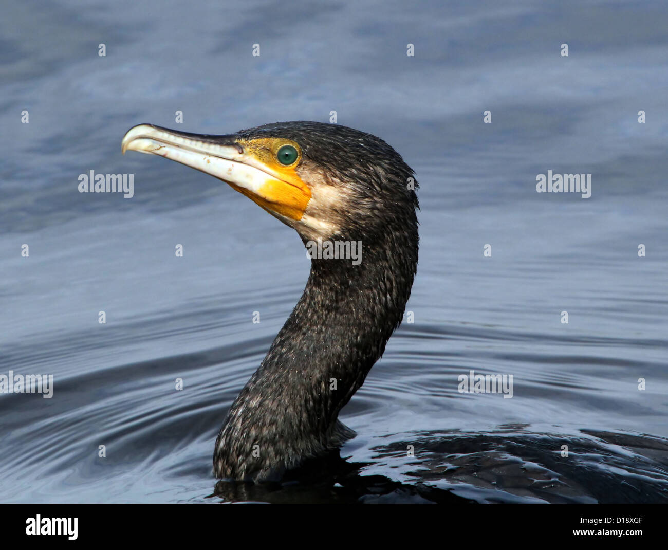 Extreme close up of the head and upper body of a Great Cormorant ...